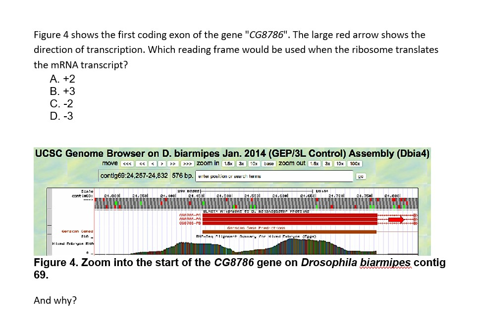 Solved Figure 4 shows the first coding exon of the gene | Chegg.com