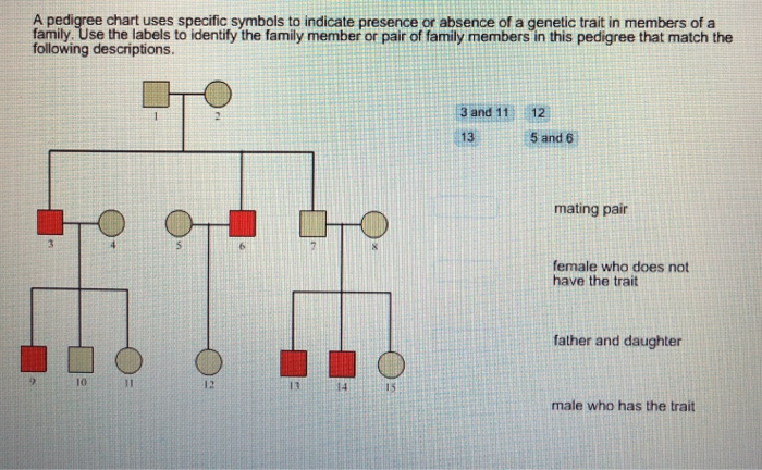 Solved A pedigree chart uses specific symbols to indicate | Chegg.com