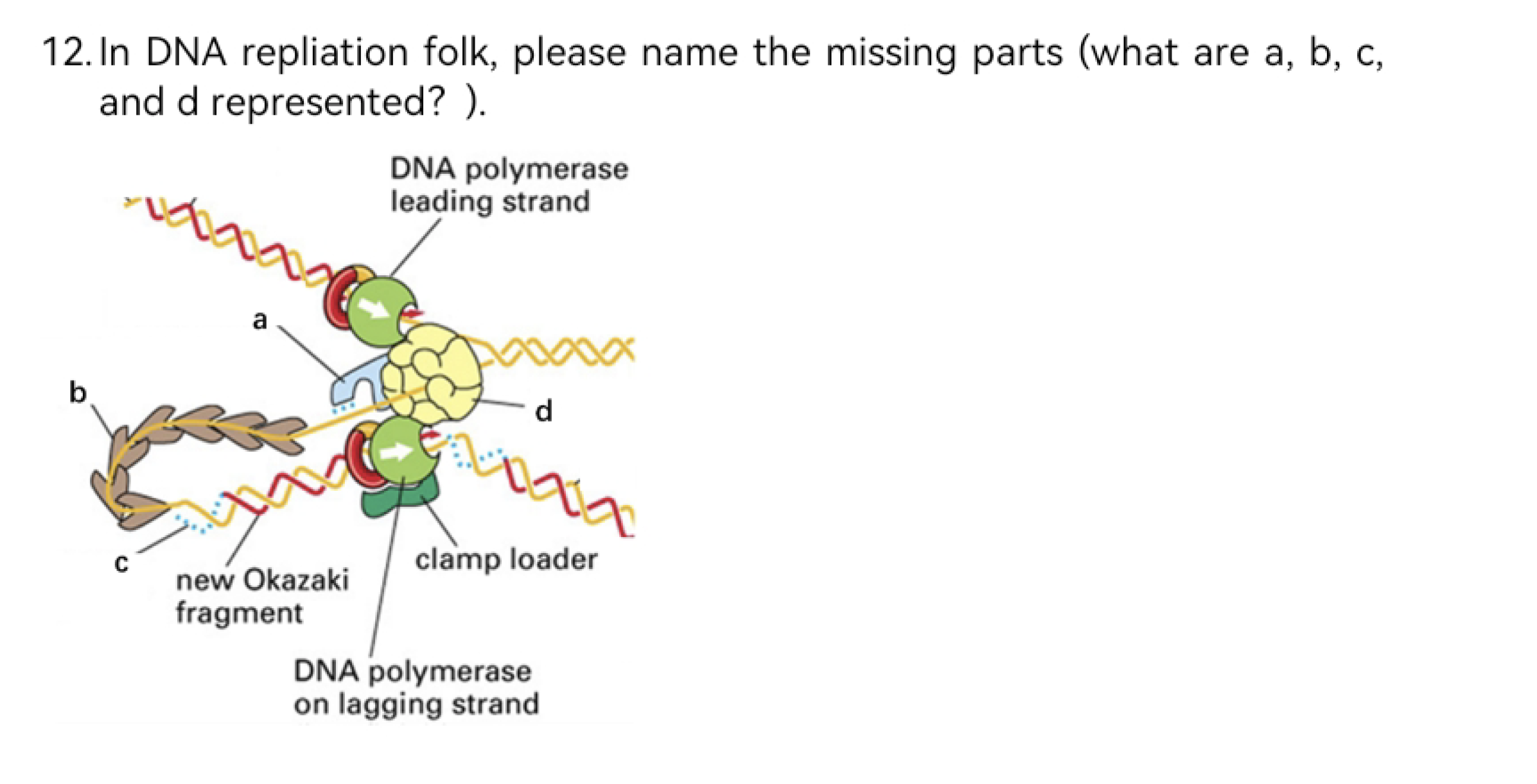 Solved 12. In DNA repliation folk, please name the missing | Chegg.com