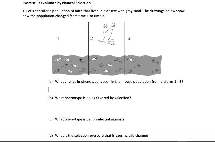 Solved Exercise 1: Evolution by Natural Selection 1. Let's | Chegg.com