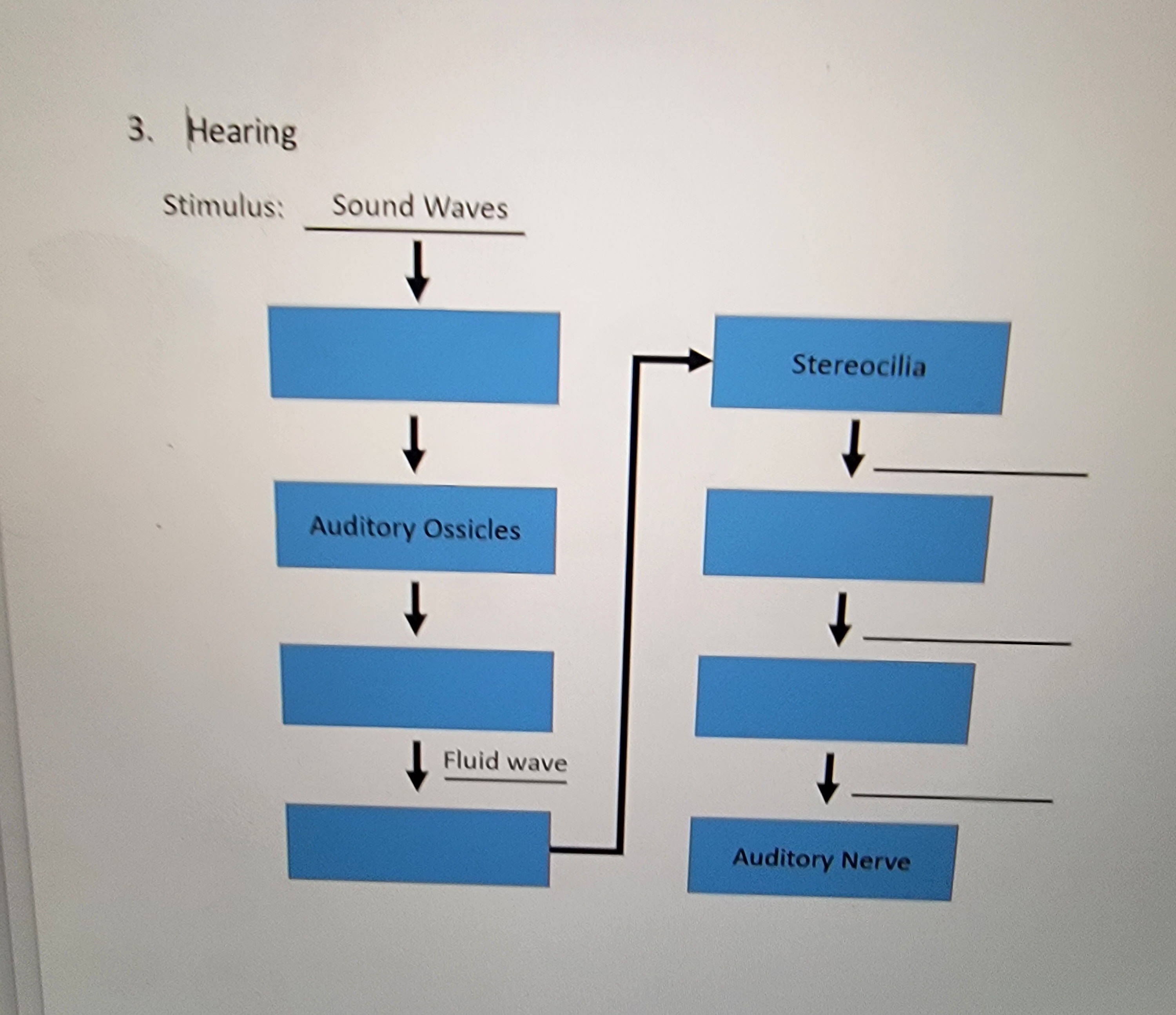 3. Hearing Stimulus: S Sound Waves Fluid wave ↓ | Chegg.com