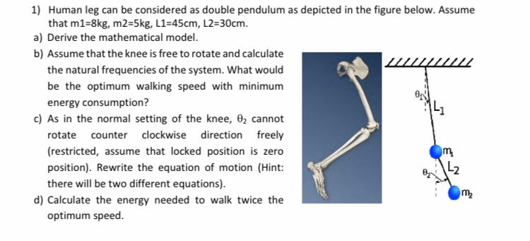 Solved 1) Human leg can be considered as double pendulum as | Chegg.com
