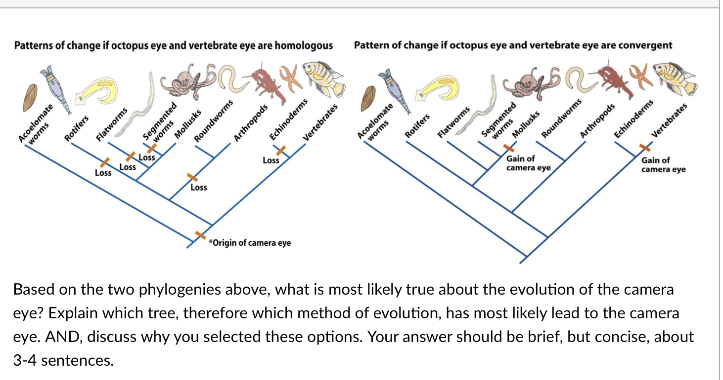 Solved Patterns of change if octopus eye and vertebrate eye | Chegg.com
