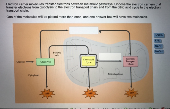 Solved Electron carrier molecules transfer electrons between | Chegg.com