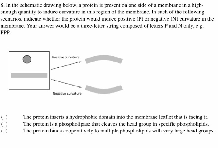 Solved 6. The lateral diffusion of a plasma membrane protein | Chegg.com