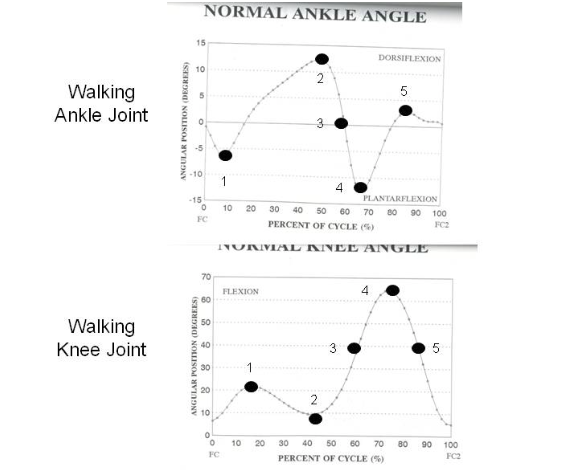 NORMAL ANKLE ANGLE DORSIFLEXION NO Walking Ankle | Chegg.com