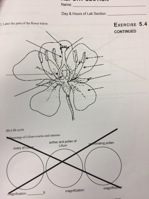 Solved Name: Day & Hours of Lab Section: . Label the parts | Chegg.com