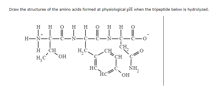 Solved Draw the structures of the amino acids formed at | Chegg.com