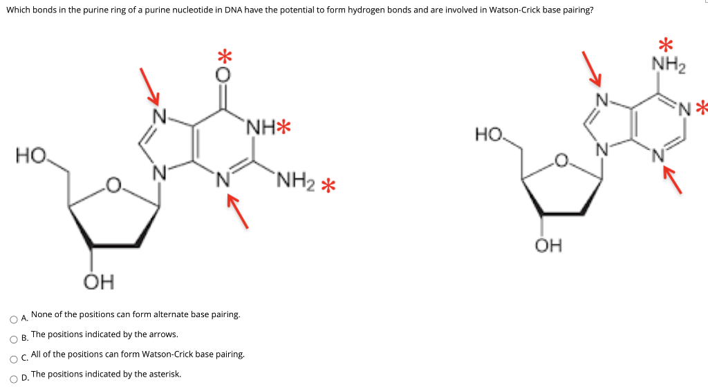 Solved Which bonds in the purine ring of a purine nucleotide | Chegg.com