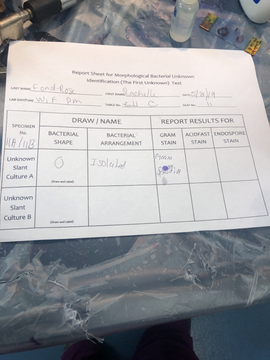 Solved Report Sheet for Morphological Bacterial Unknown | Chegg.com