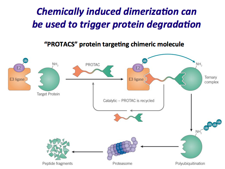 Chemically induced dimerization can be used to | Chegg.com