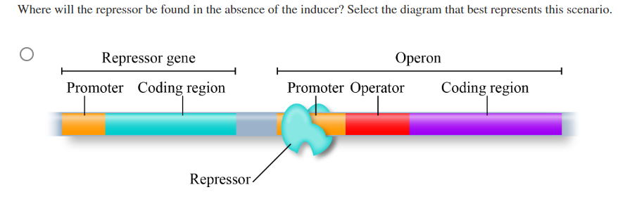 Solved Where will the repressor be found in the absence of | Chegg.com