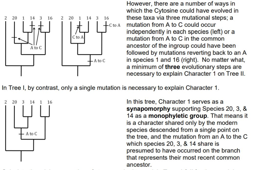 Solved Modern systematists compare DNA sequences to | Chegg.com