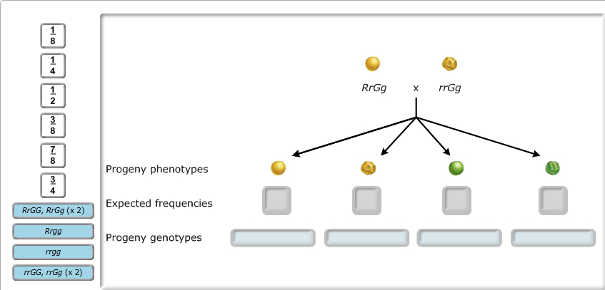 Solved: For The Cross In Part B, Predict The Frequencies O... | Chegg.com