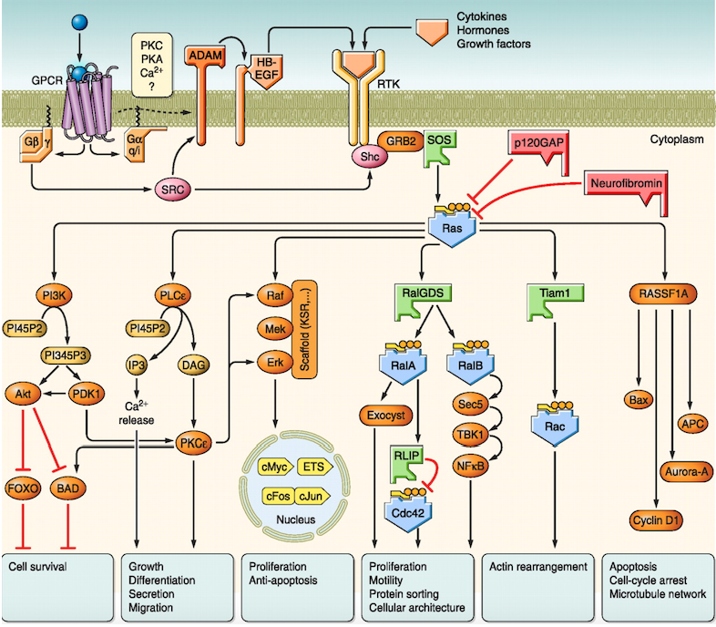 Solved How could you manipulate this pathway | Chegg.com