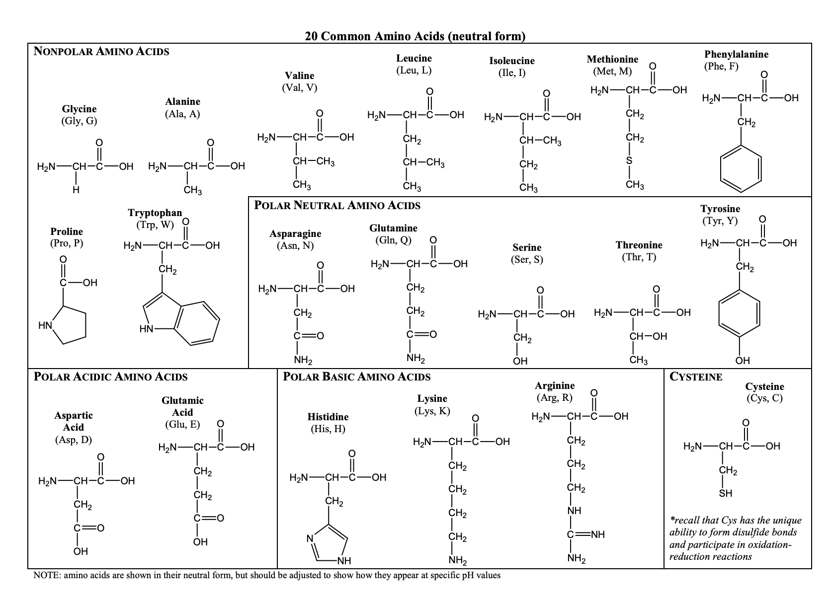 Solved An enzyme is shown below, along with its substrate. | Chegg.com