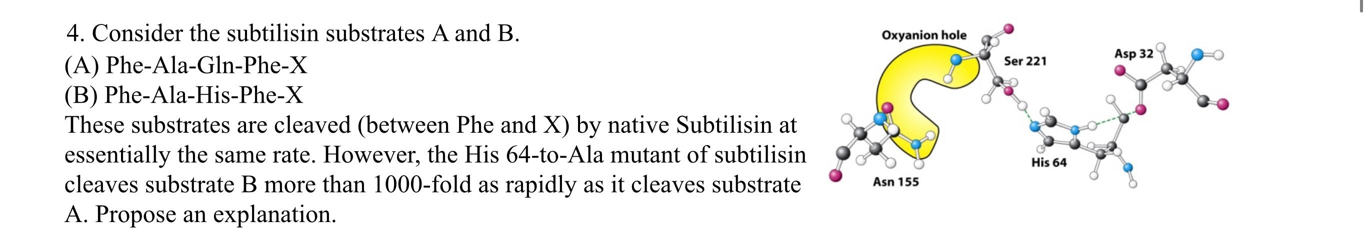 Solved 4. Consider the subtilisin substrates A and B. (A) | Chegg.com