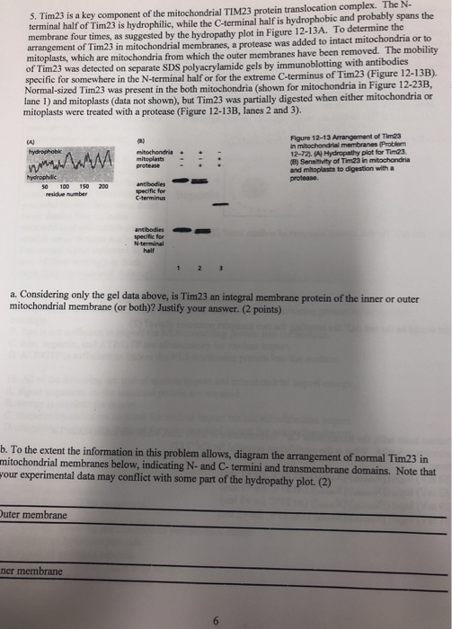 Solved 5. Tim23 is a key component of the mitochondrial | Chegg.com