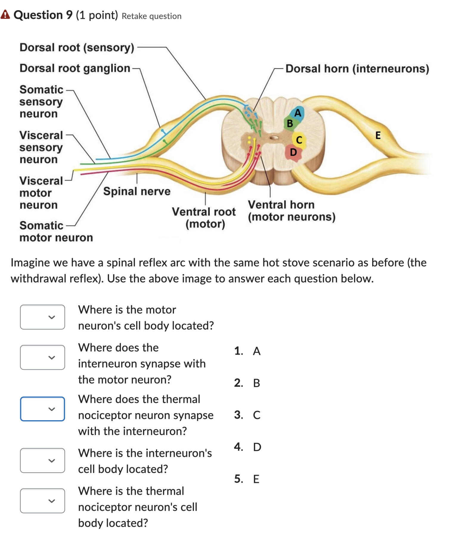 Solved A Question 9 (1 point) Retake question Imagine we | Chegg.com