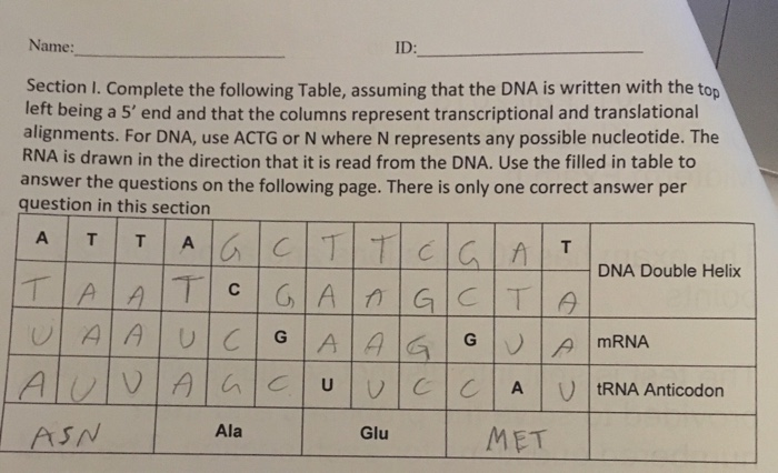 Solved What is the mRNA sequence of the second codon in this | Chegg.com