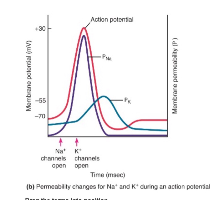 Solved Nurses Need Physiology: Hyperkalemia and Excitable | Chegg.com