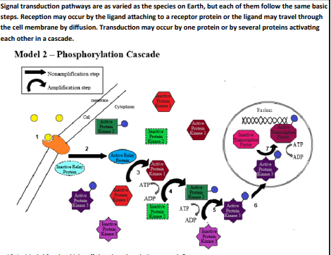 Solved Signal transduction pathways are as varied as the | Chegg.com