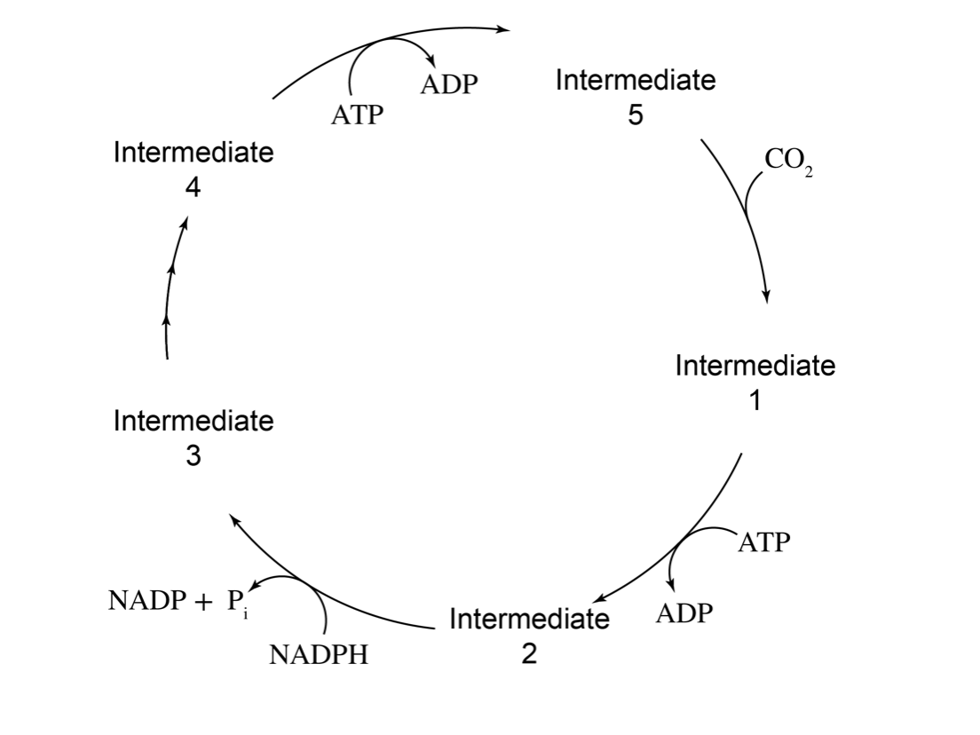 Solved I ADP Intermediate ATP Intermediate Intermediate | Chegg.com