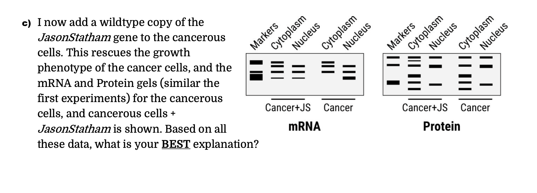 Solved Cytoplasm Cytoplasm Markers Nucleus Markers Nucleus | Chegg.com