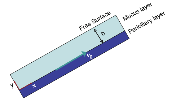 Solved A large airway is lined with a mucus layer of | Chegg.com