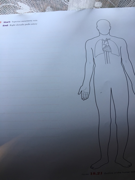 Solved Procedure 1 Tracing Blood Flow Patterns It is helpful | Chegg.com