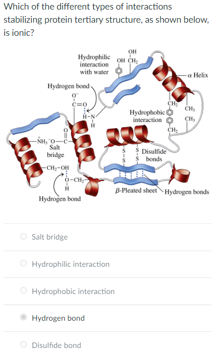 Hydrophobic Interaction