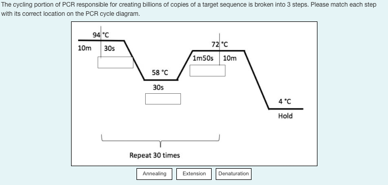 Solved please help The cycling portion of PCR responsible | Chegg.com