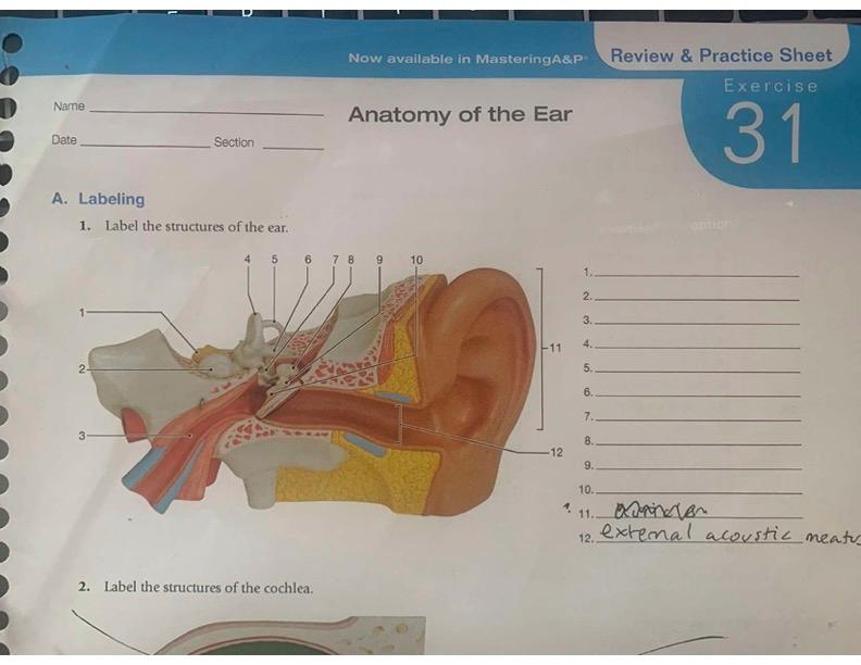 Solved Anatomy of the Ear Section Labeling 1. Label the | Chegg.com