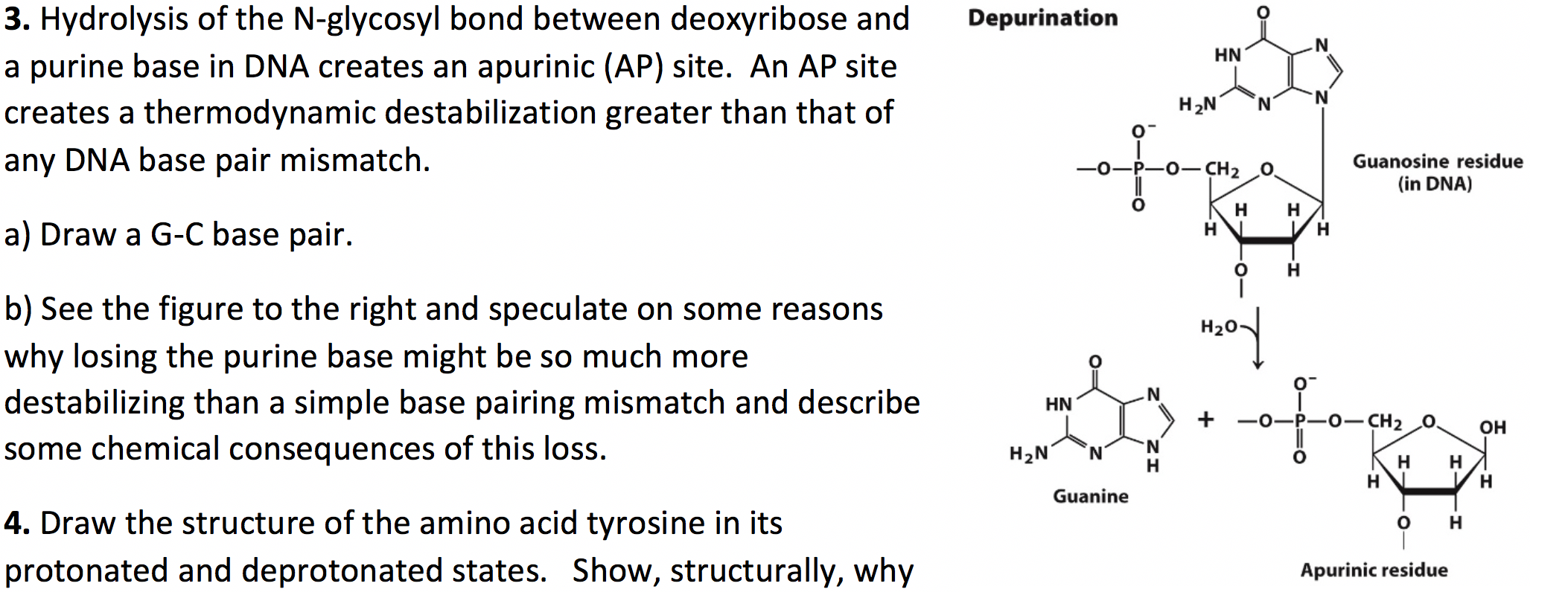 Solved Depurination HN 3. Hydrolysis of the N-glycosyl bond | Chegg.com