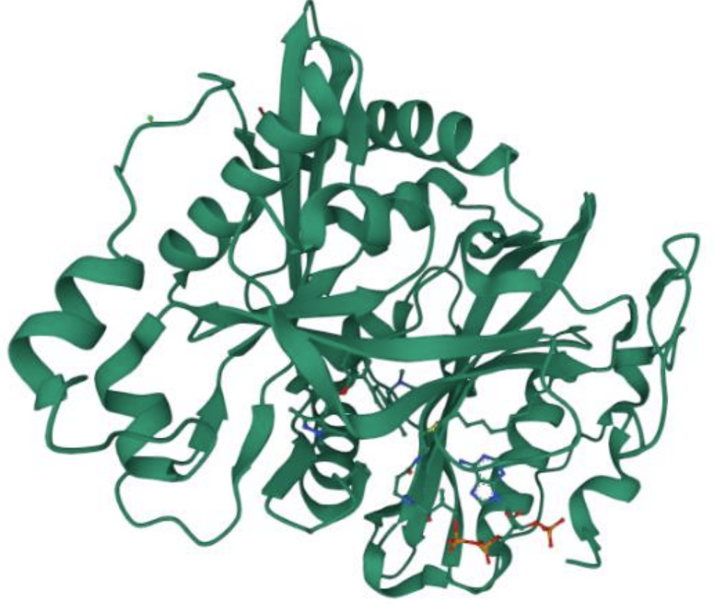 Solved Circle regions of this protein that forms the | Chegg.com