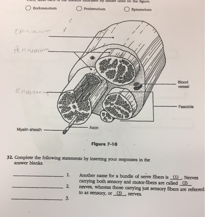 Solved ed by leader lines on the figure. Endoneurium | Chegg.com