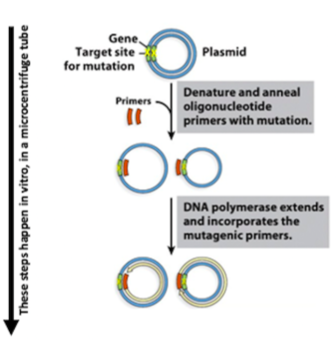 Solved In the process of site-directed mutagenesis, you will | Chegg.com
