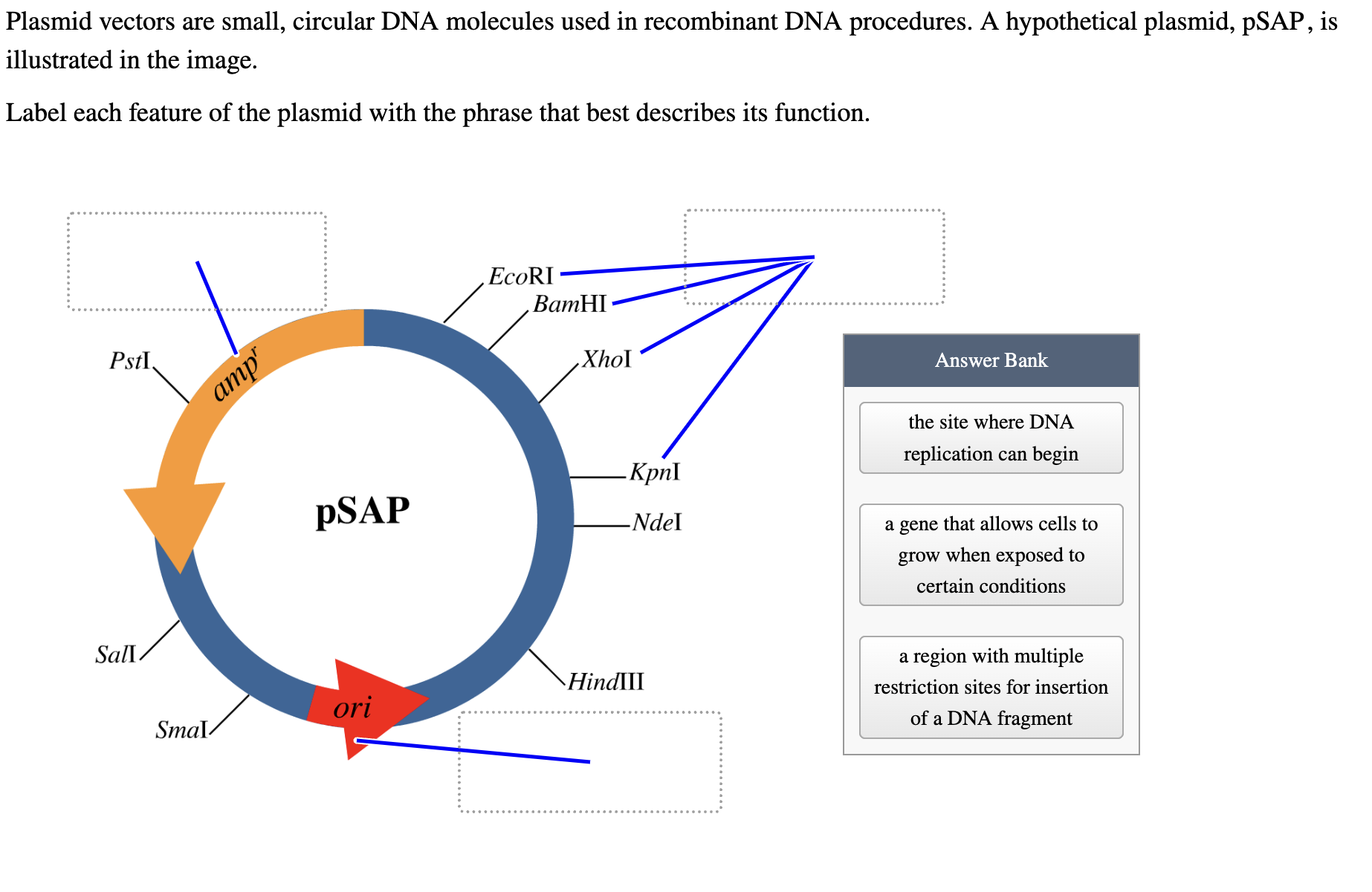 Solved Plasmid vectors are small, circular DNA molecules | Chegg.com