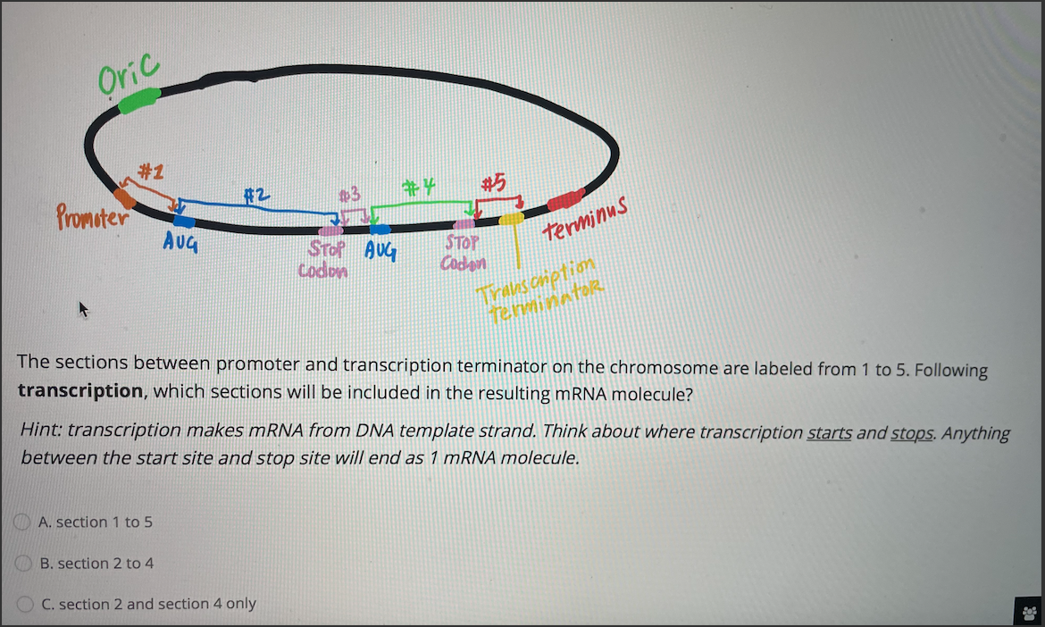 Solved Oric #z #5 2 03 Promoter Aug Terminus STOP AUG codon | Chegg.com