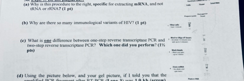 Solved GenElute mRNA Miniprep Kits Total RNA t Tissue Cells | Chegg.com