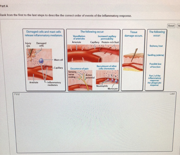 Solved Art-ranking activity: the inflammatory response part | Chegg.com