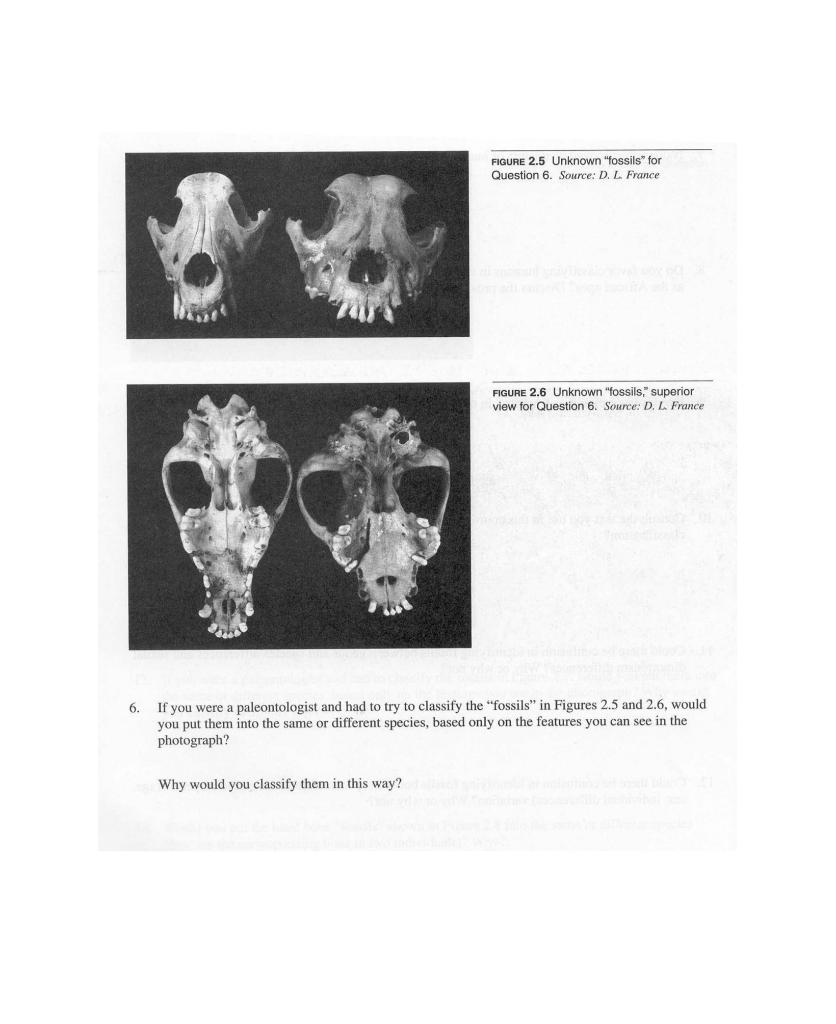 Order Primates 1 Suborder: Prosimi prosimir) | Chegg.com