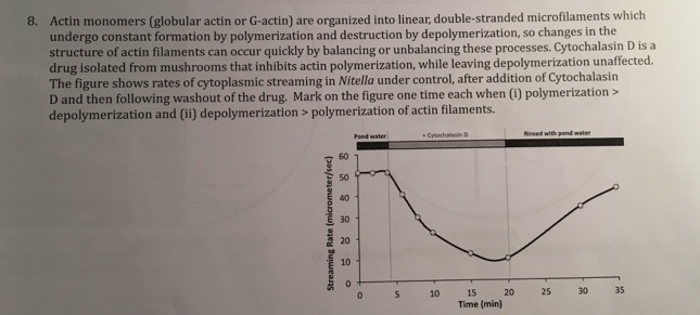 Solved 8. Actin monomers (globular actin or G-actin) are | Chegg.com