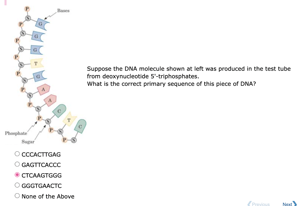 Solved Suppose the DNA molecule shown at left was produced | Chegg.com