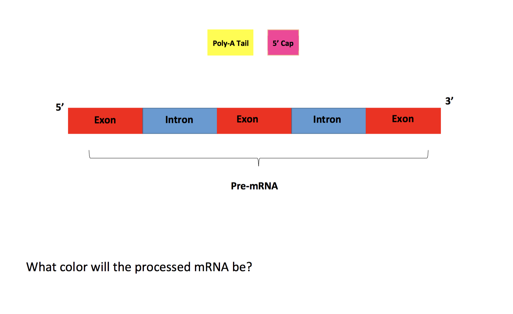 Solved Poly-A Tail 5' Cap 3' 5' Exon Intron Exon Intron Exon | Chegg.com