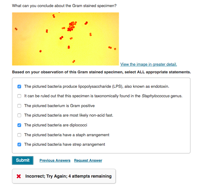 Solved What can you conclude about the Gram stained | Chegg.com