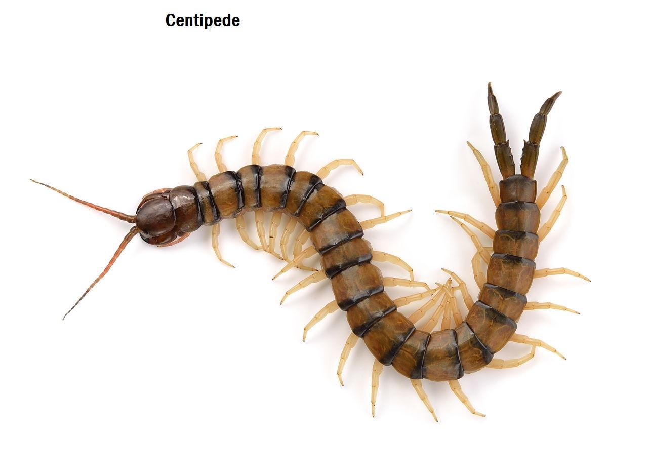 Solved Centipede | Chegg.com