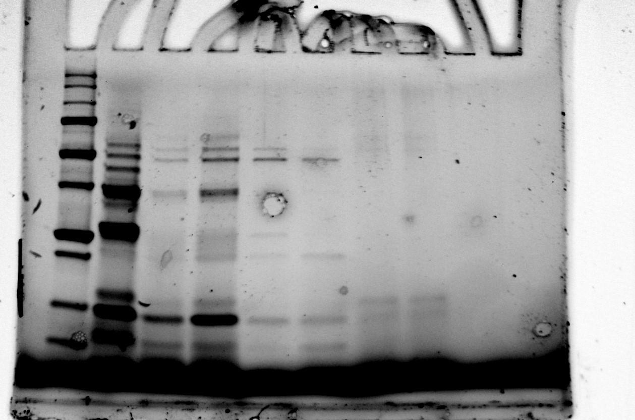 Analysis the SDS-PAGE and Native-PAGE gel. Indicated | Chegg.com