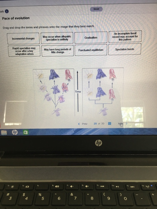 Solved ork Pace of evolution Drag and drop the terms and | Chegg.com
