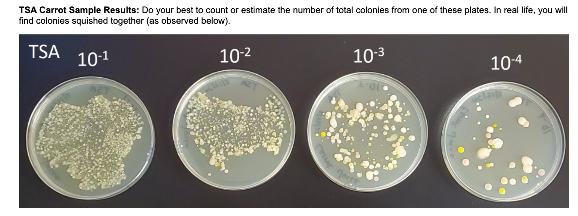 Solved 3. Now choose a TSA plate from the carrot analysis | Chegg.com